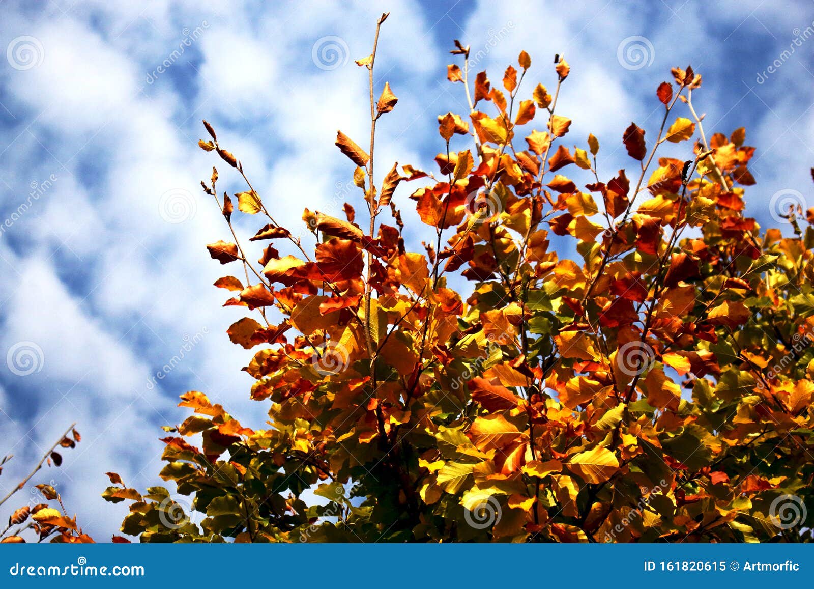 Yellow and Red Tree Top Leaves on Blue Sky Background Stock Image ...