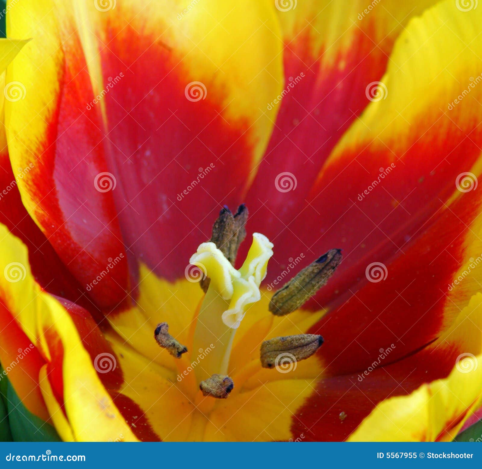 Pollination Tulip Stock Photography | CartoonDealer.com #69813740