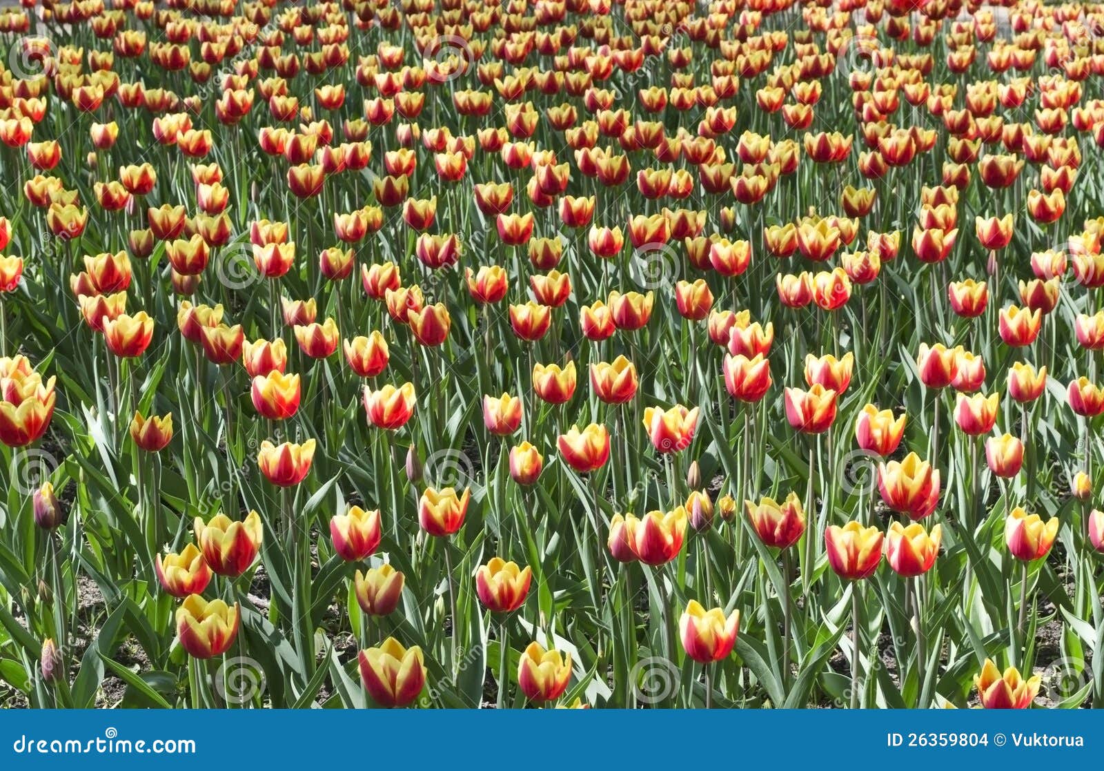Yellow with red tulips stock photo. Image of season, grow - 26359804
