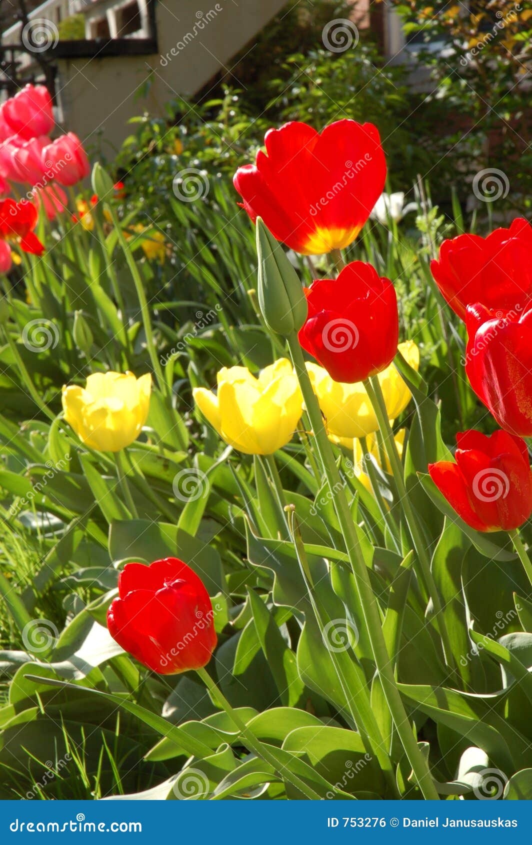 Yellow and Red Tulips stock photo. Image of pretty, flowers - 753276