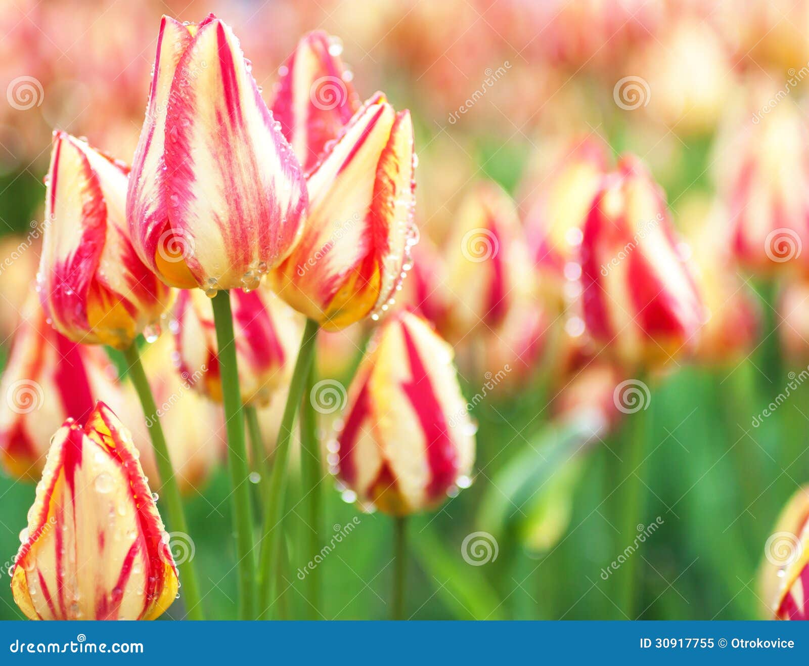 Yellow-red tulips stock image. Image of field, flora - 30917755