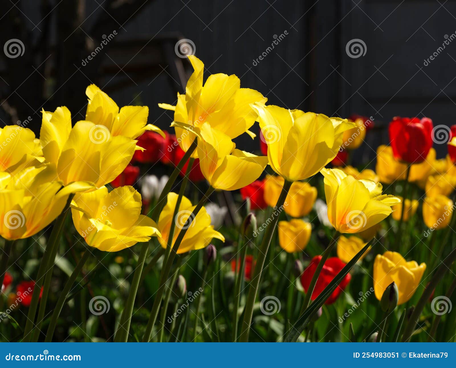 Yellow and Red Tulips Flowering in Backyard in Sunny Day Stock Image ...
