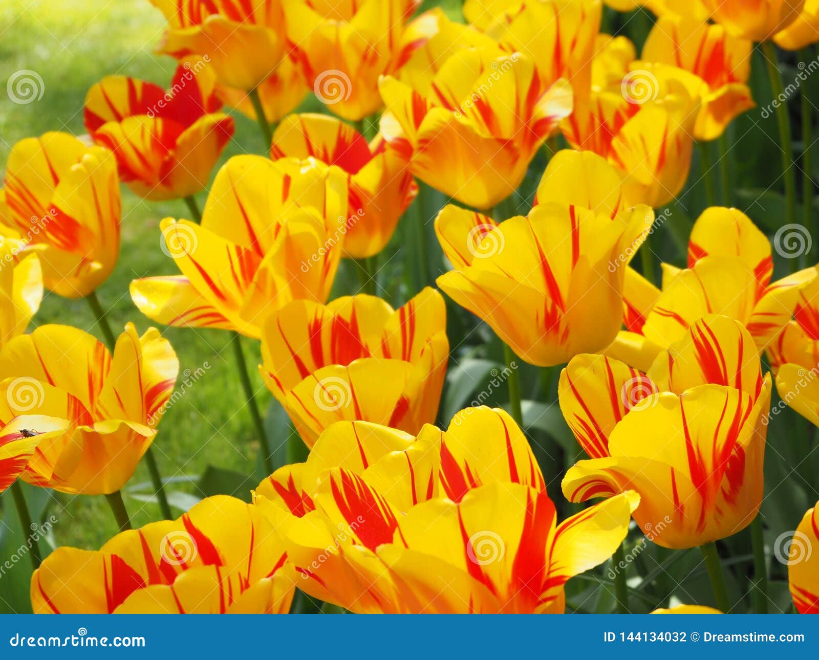 Yellow and Red Tulips stock photo. Image of green, garden - 144134032
