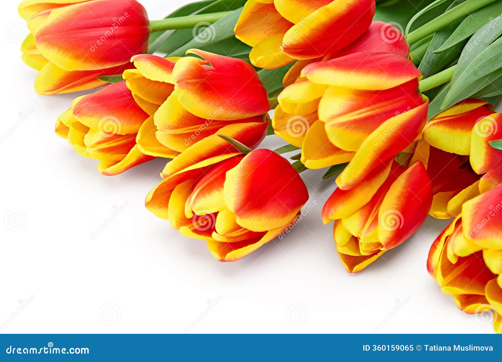 Yellow and Red Tulips Isolated on White Background. Clipping Path Stock ...