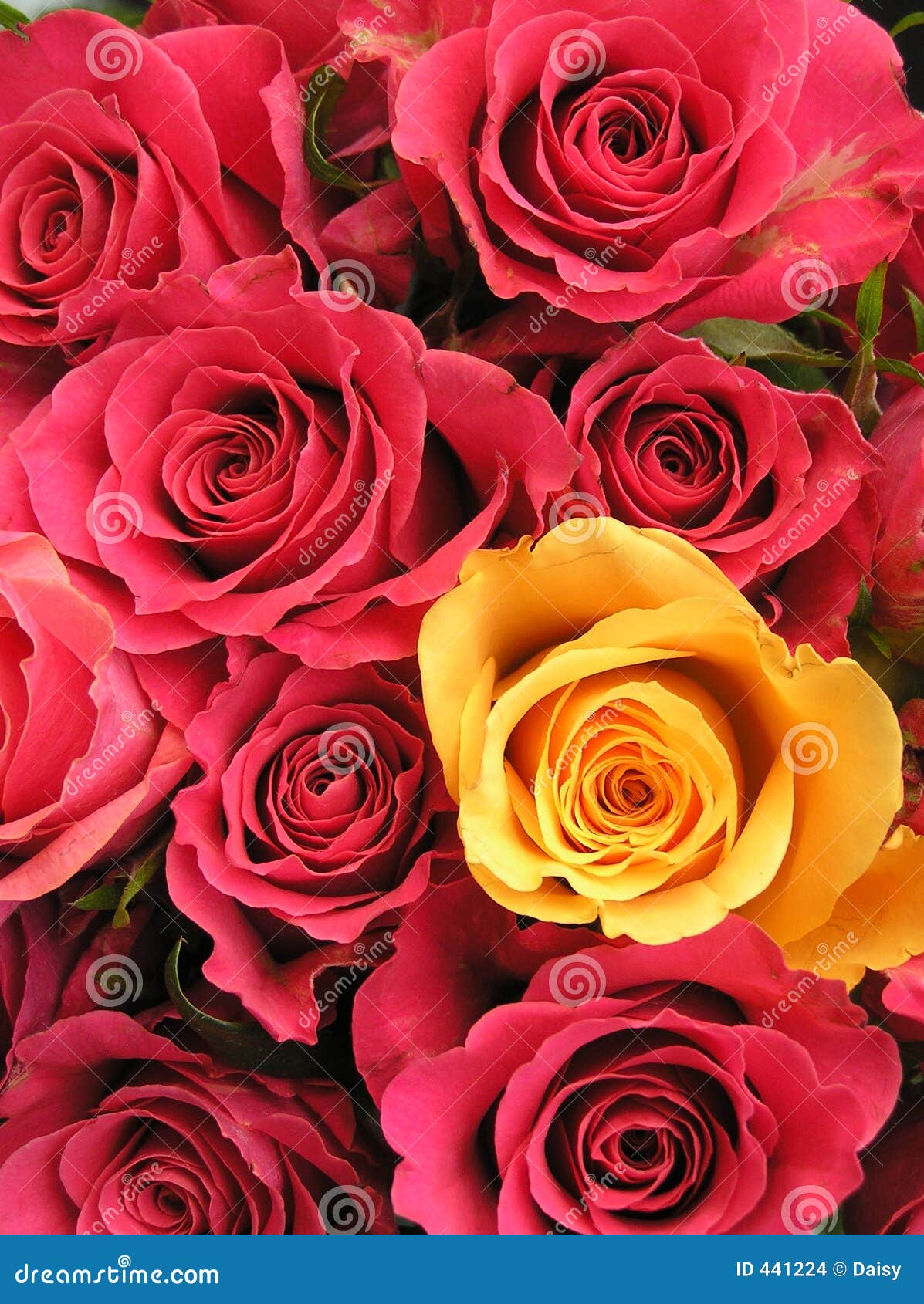 Yellow and reds stock photo. Image of seasonal, valentine - 441224