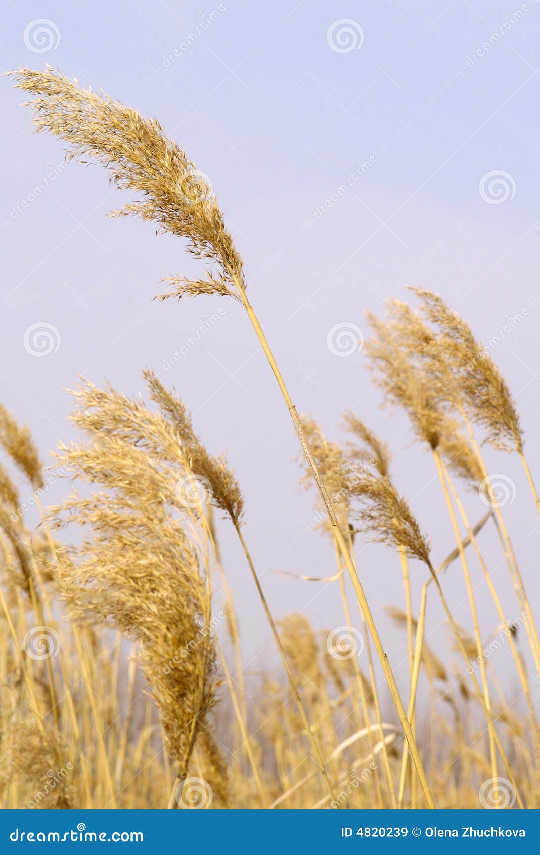 Yellow reed stock image. Image of flowers, flock, nature - 4820239