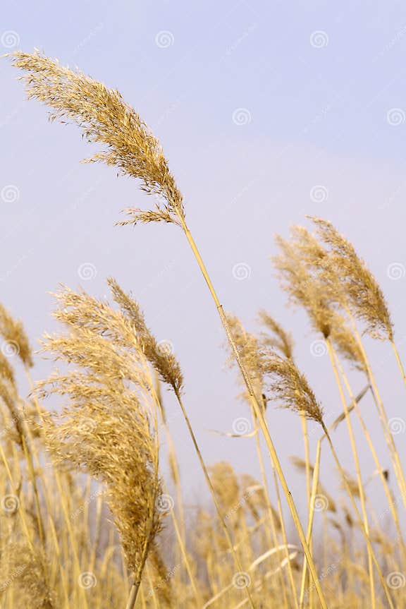 Yellow reed stock image. Image of flowers, flock, nature - 4820239