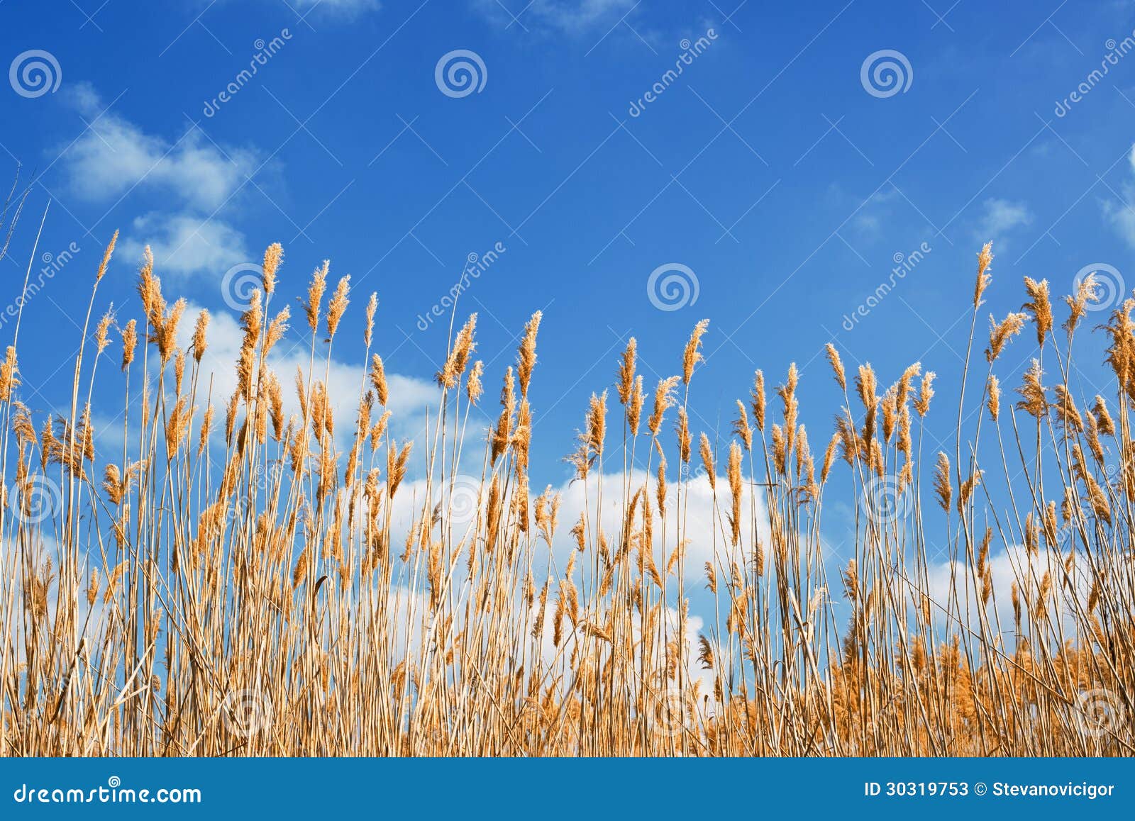 Yellow reed stock image. Image of yellow, edge, scene - 30319753