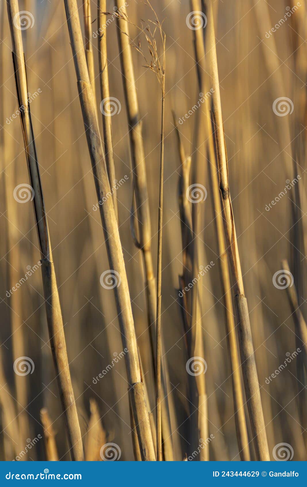 Reed Stalks Dry from the Sun Stock Image - Image of rural, brown: 243444629