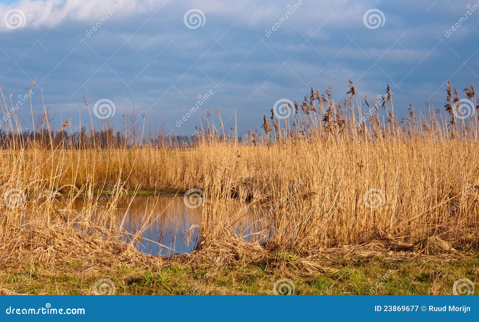 Yellow Reeds in Dutch Wetlands Stock Image - Image of green, natural ...