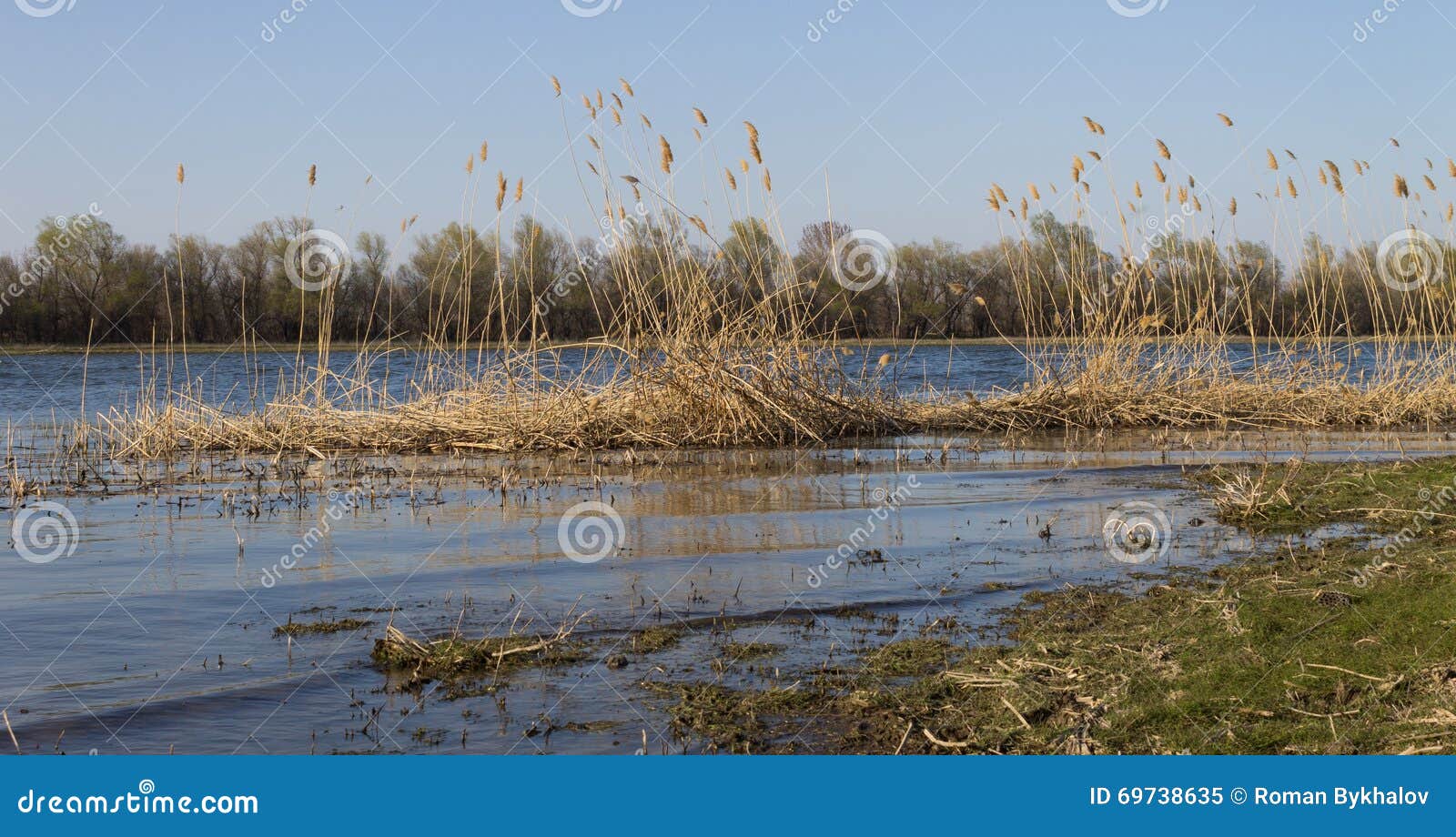 Yellow Reeds on the River Bank Stock Image - Image of rural, sunset ...