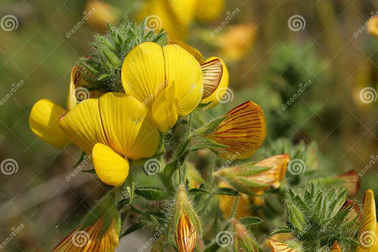 Yellow Restharrow stock photo. Image of flora, summer - 85853656