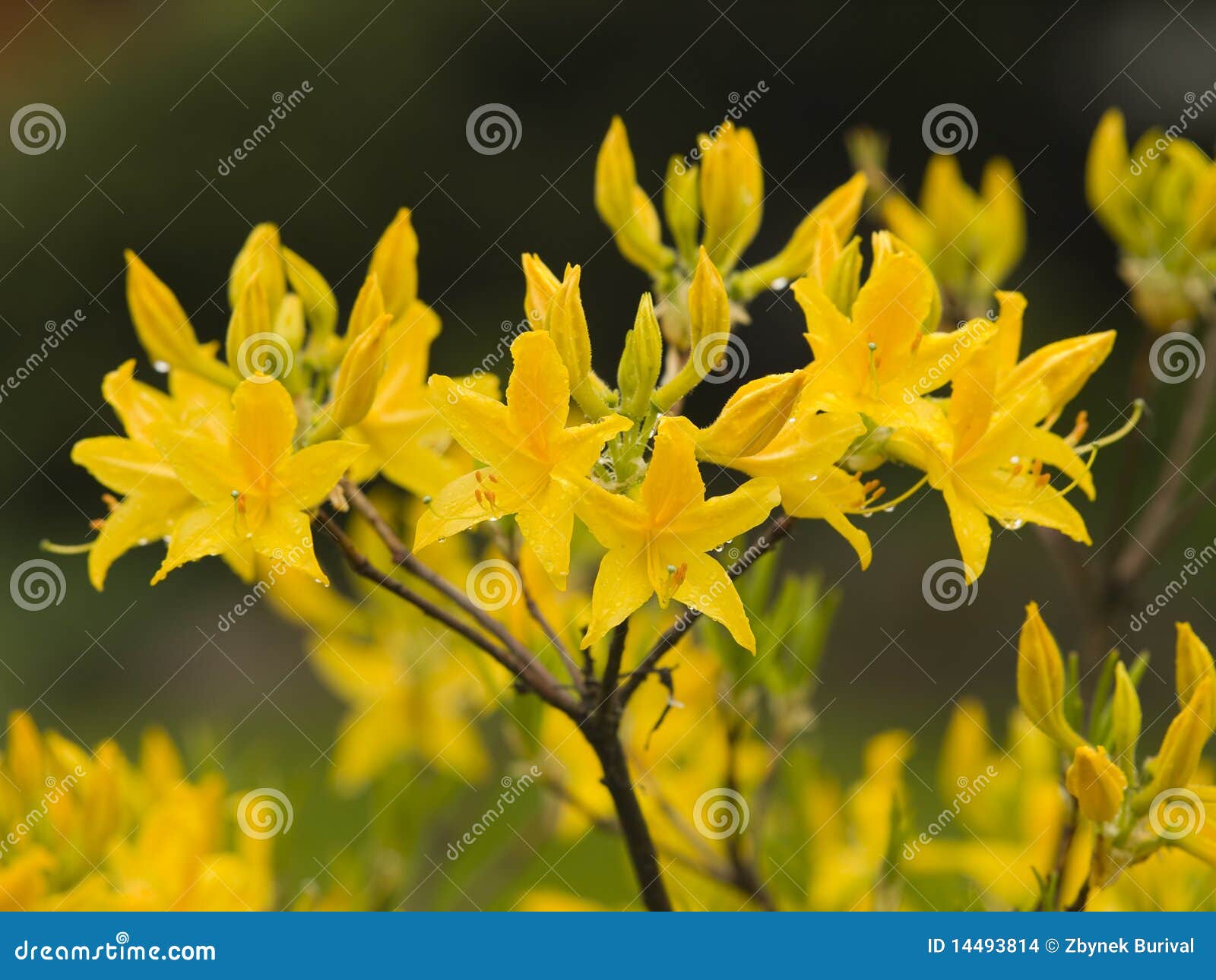 Yellow Rhododendron stock photo. Image of flower, deciduous - 14493814