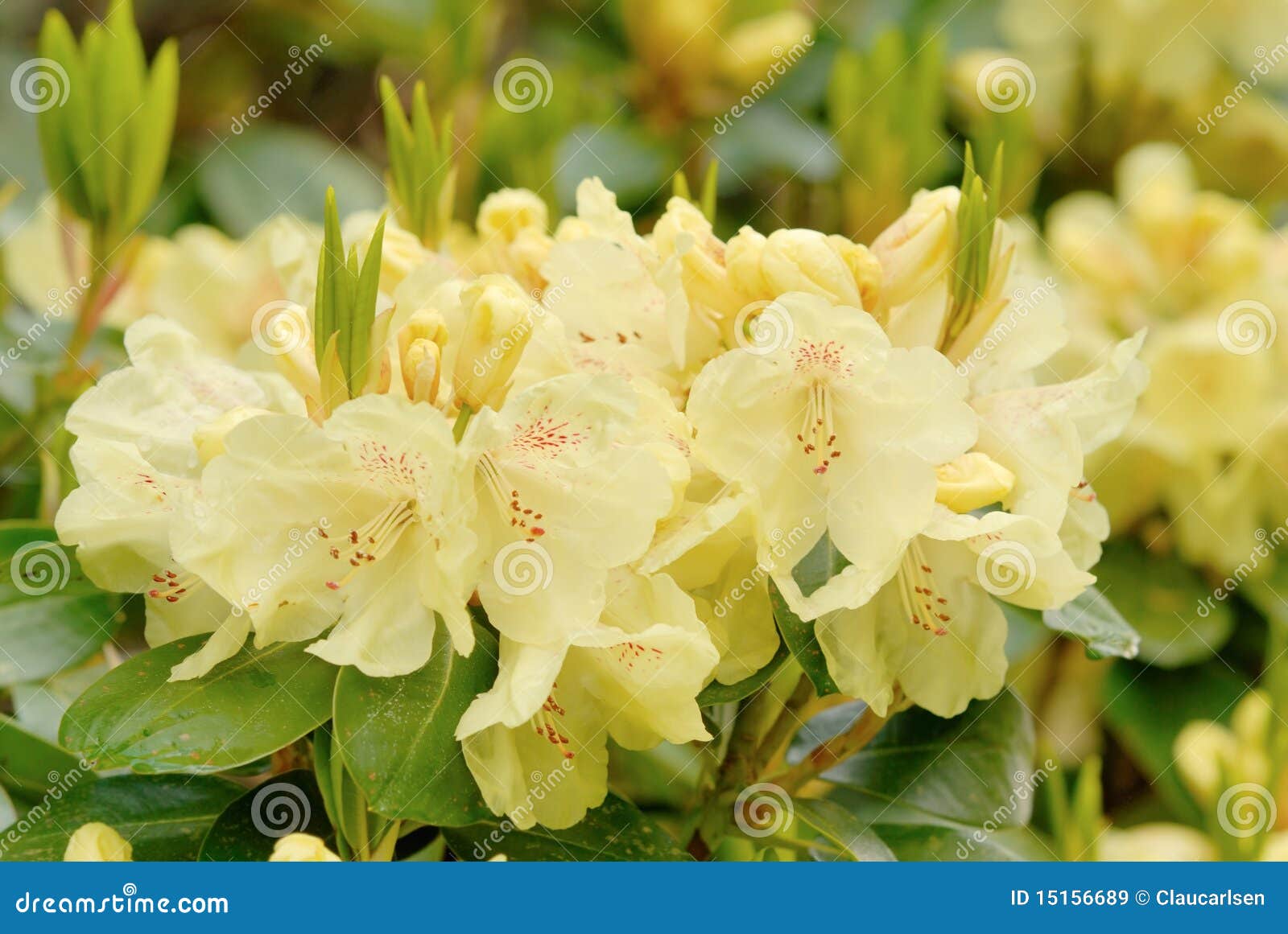 Yellow rhododendron stock image. Image of gardening, azalea - 15156689