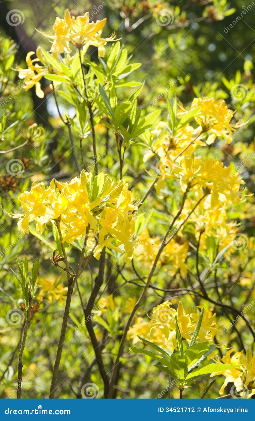 Yellow rhododendron stock photo. Image of nature, blossom - 34521712