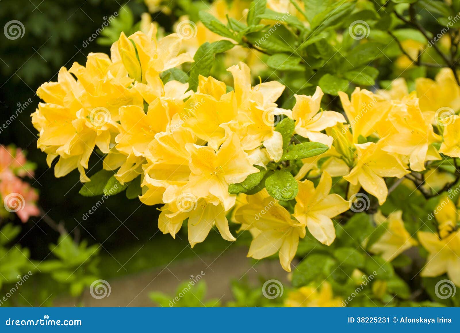 Yellow rhododendrons stock image. Image of plant, rhododendron - 38225231
