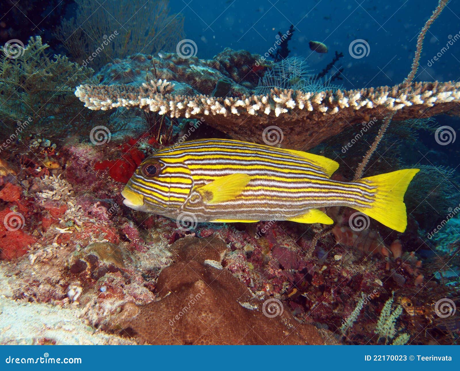 Yellow Ribbon Sweetlips Fish Under Table Coral Stock Image - Image of ...