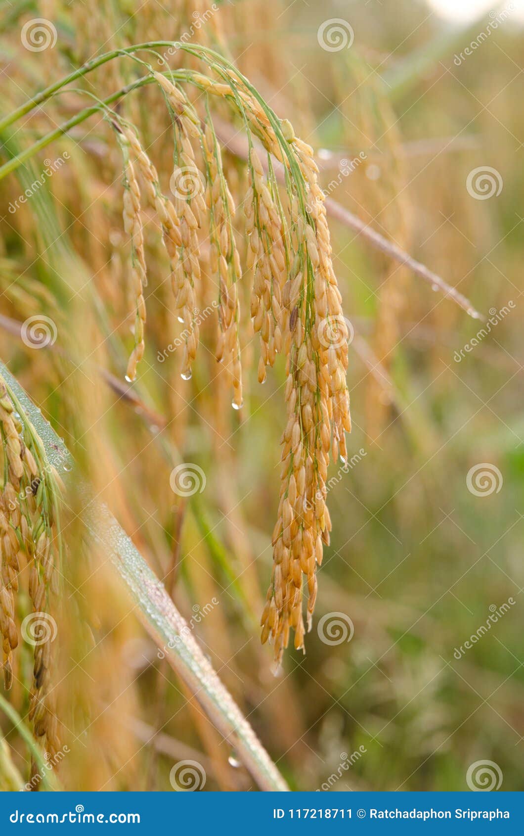 Yellow Rice Damaged by Rain Stock Image - Image of asia, harvest: 117218711