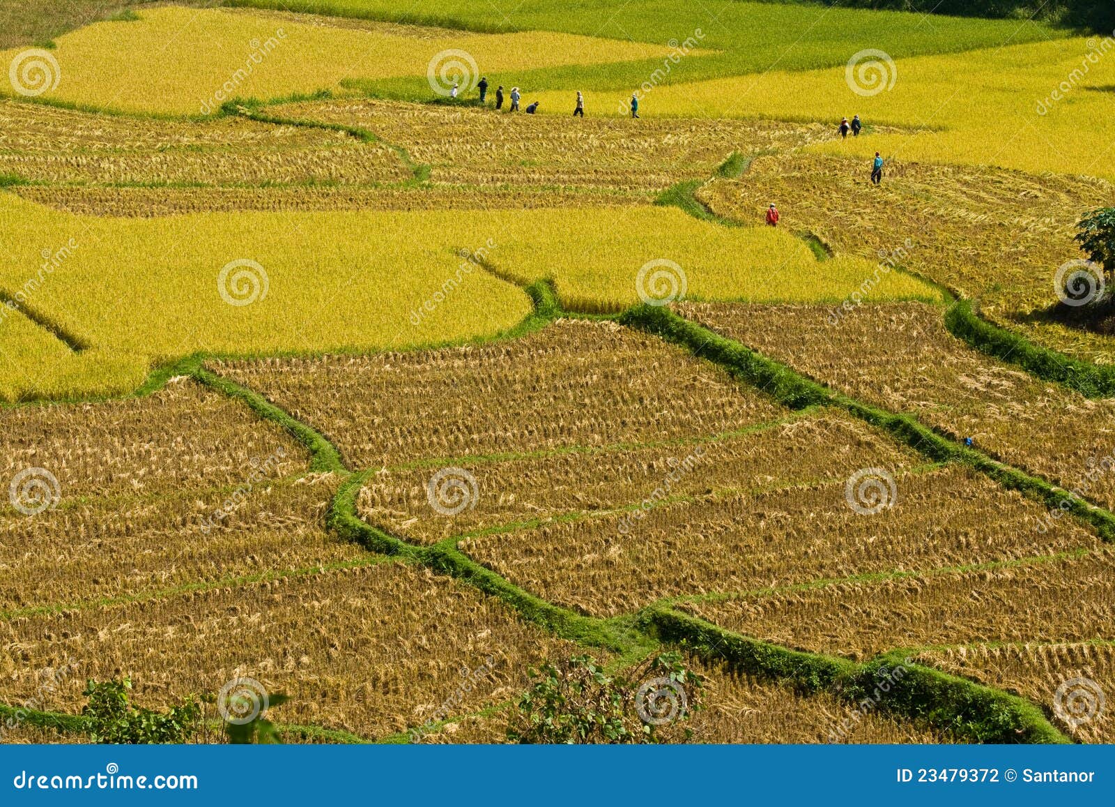 Yellow rice field stock photo. Image of rice, green, asia - 23479372