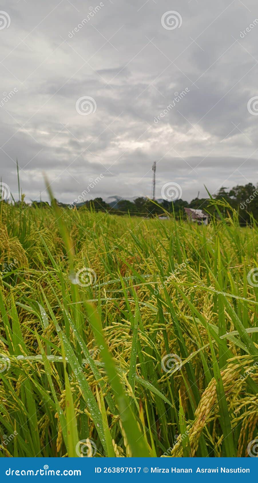 Yellow rice field stock image. Image of autumn, plant - 263897017