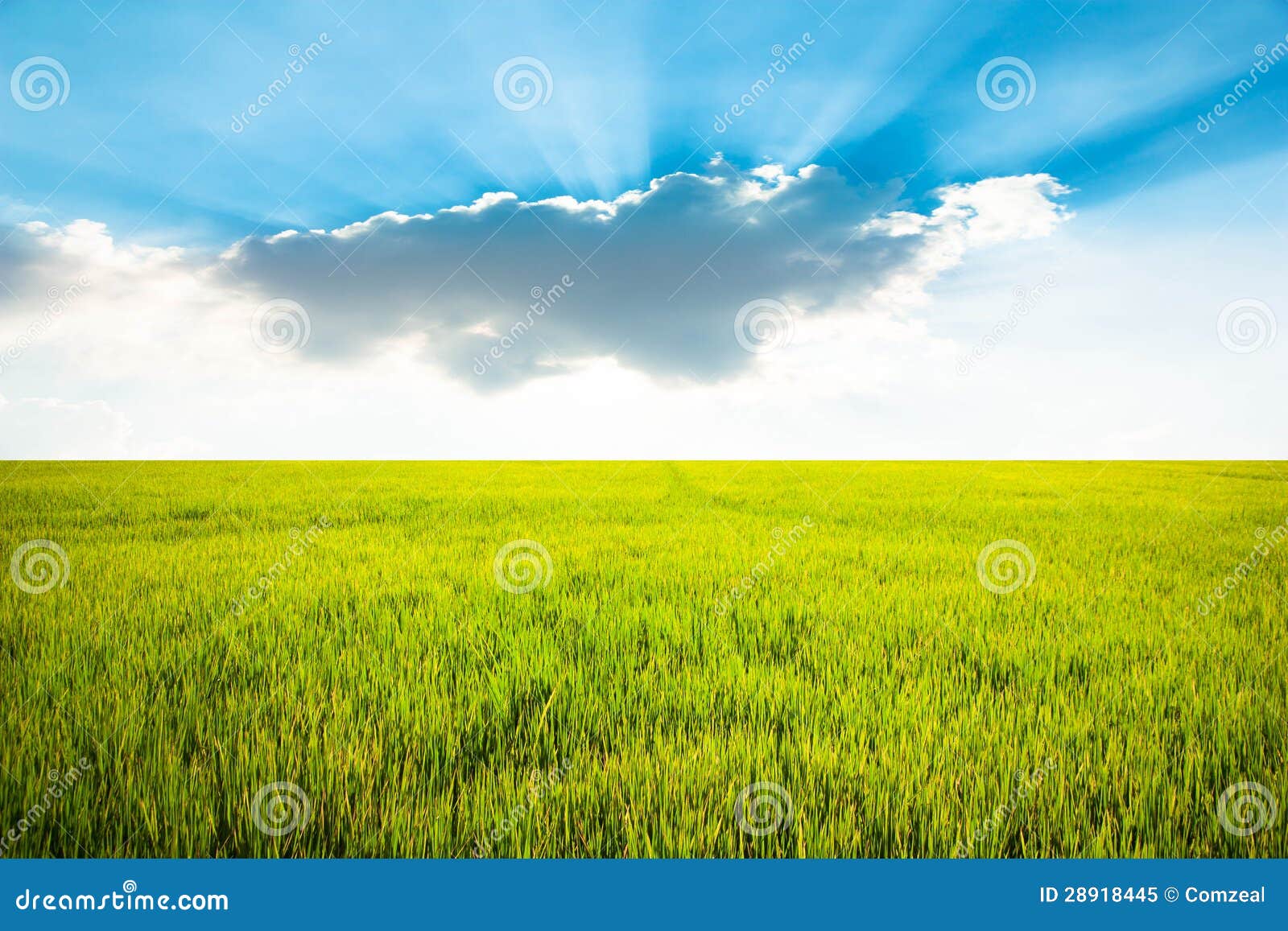 Yellow Rice Field with Blue Sky and Cloud Background Stock Image ...