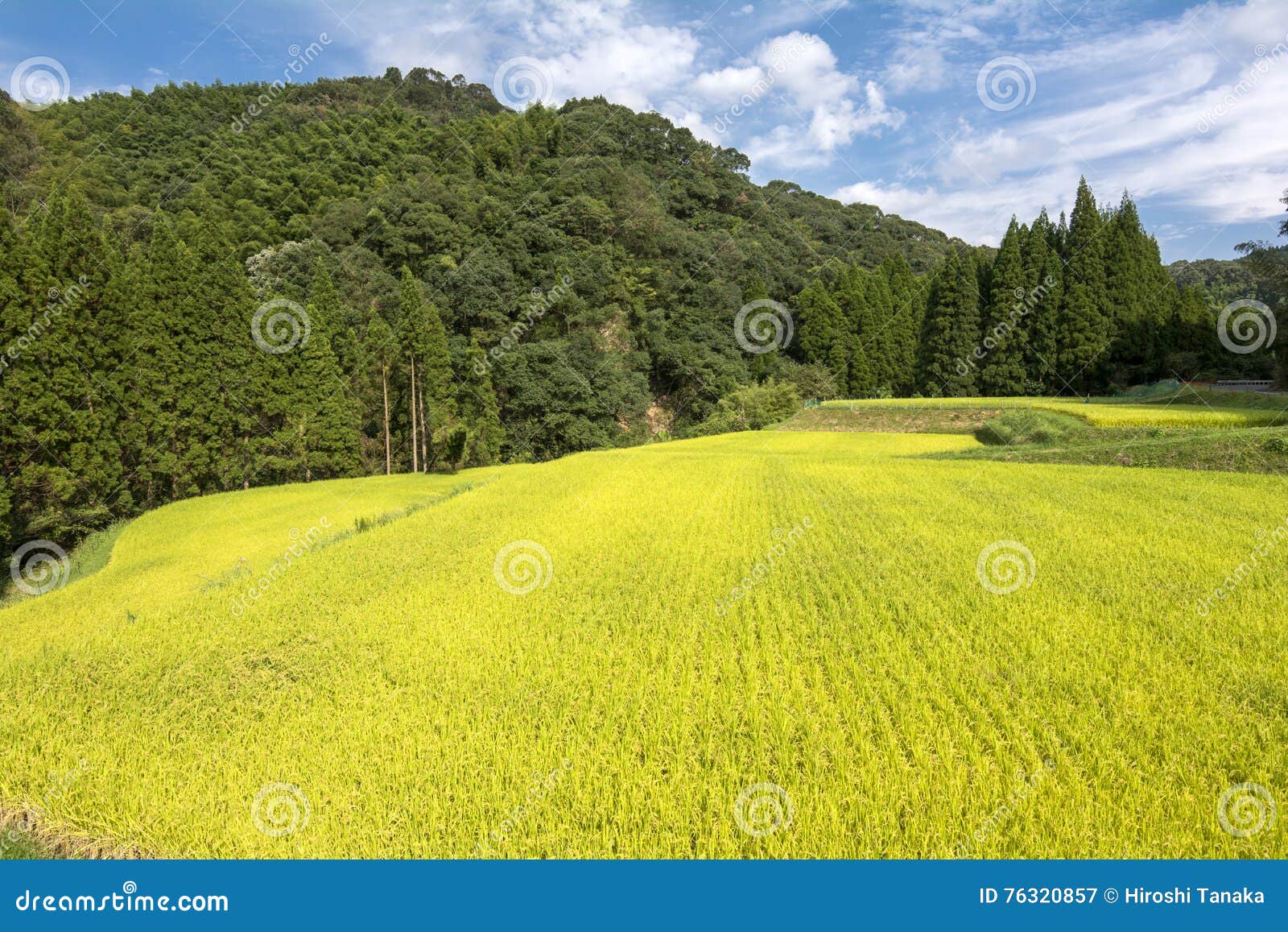 Yellow rice field stock image. Image of district, asia - 76320857