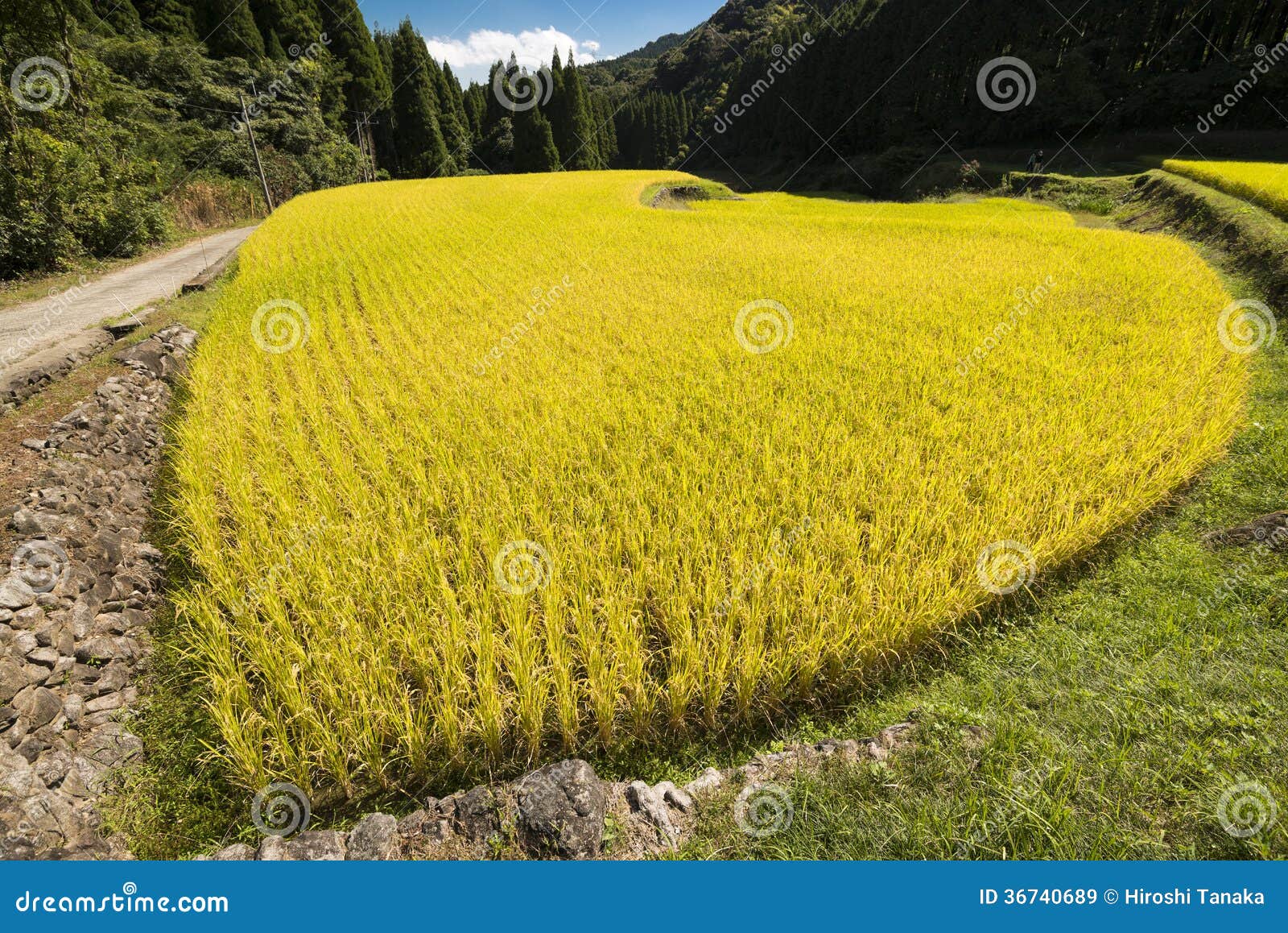 Yellow rice field stock image. Image of grain, agriculture - 36740689