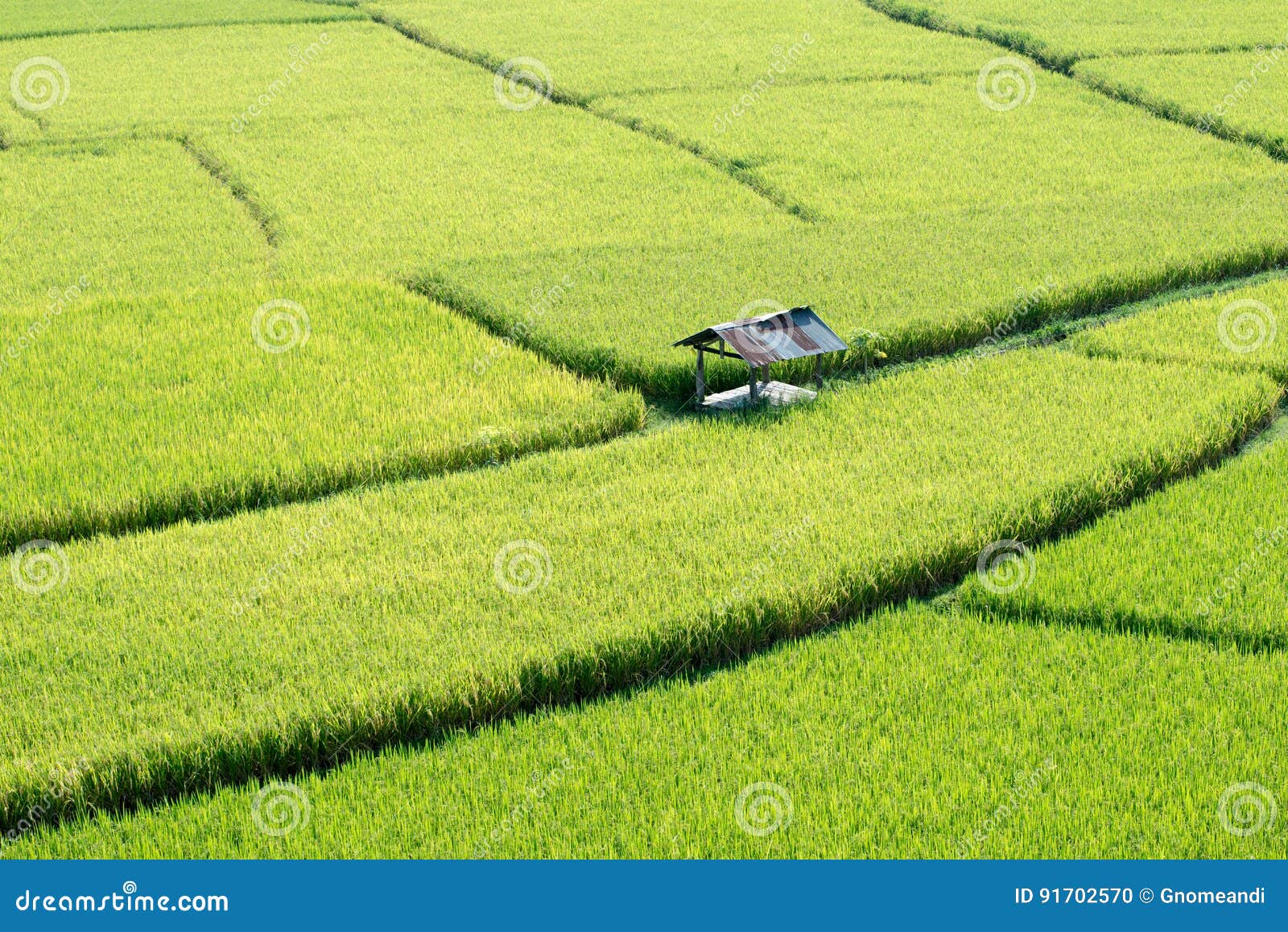 Yellow rice field stock photo. Image of rural, outdoor - 91702570