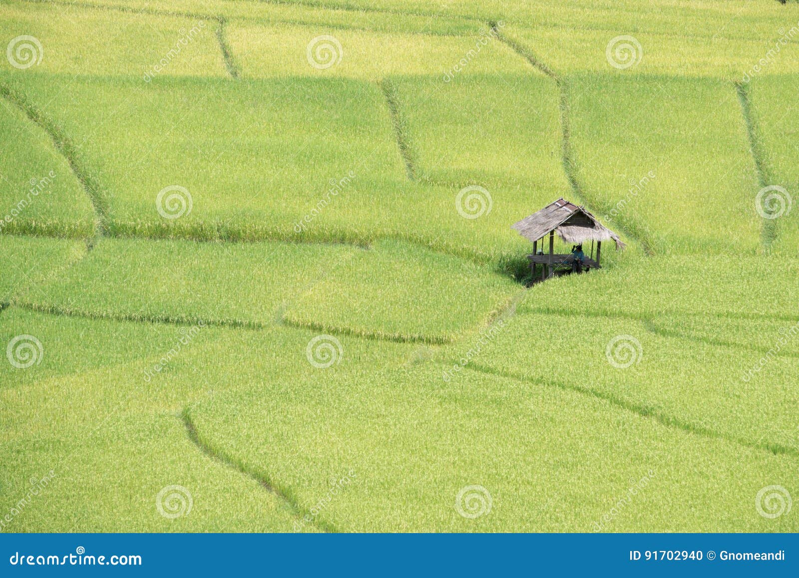 Yellow rice field editorial image. Image of field, nature - 91702940