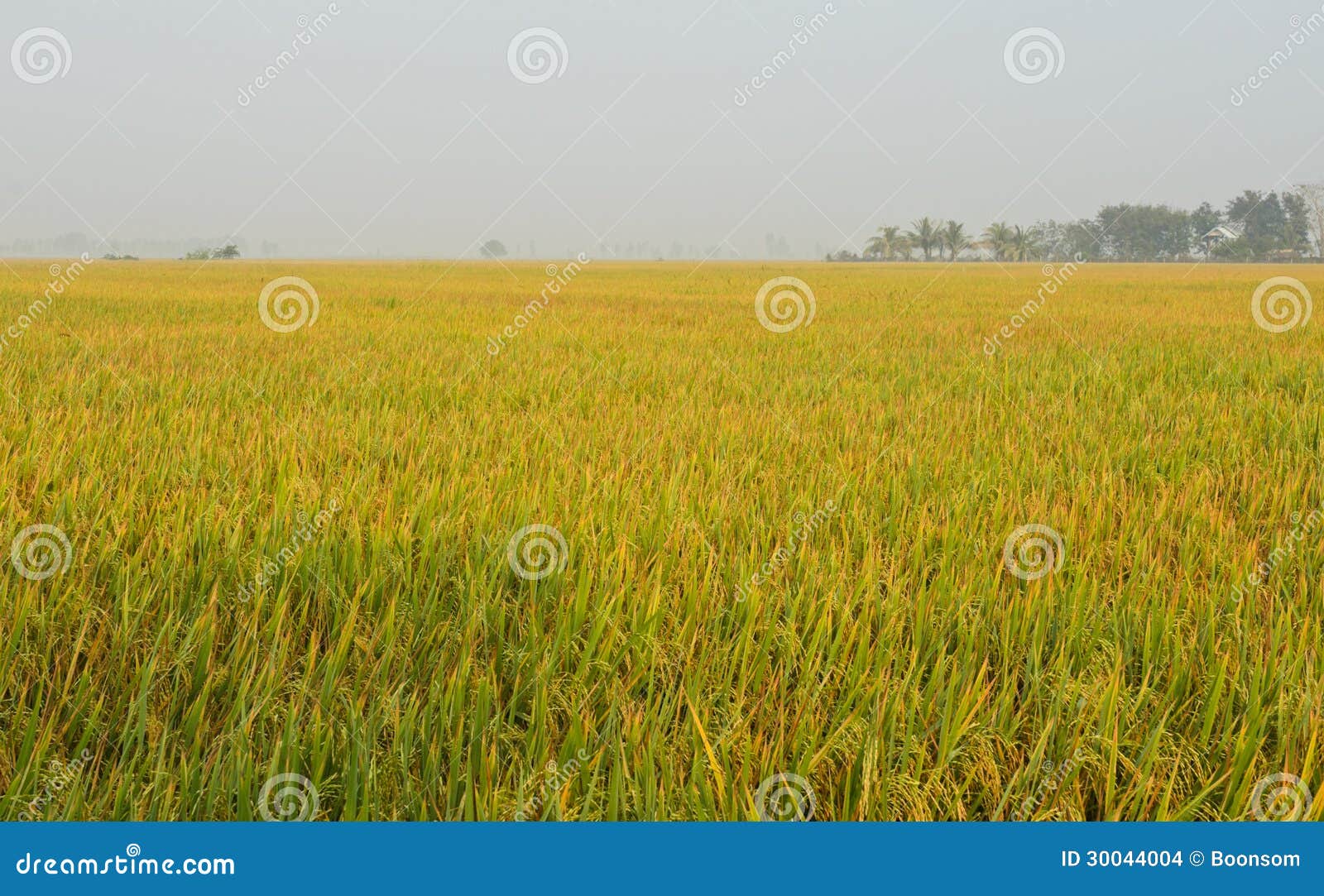 Yellow rice field stock photo. Image of food, landscape - 30044004