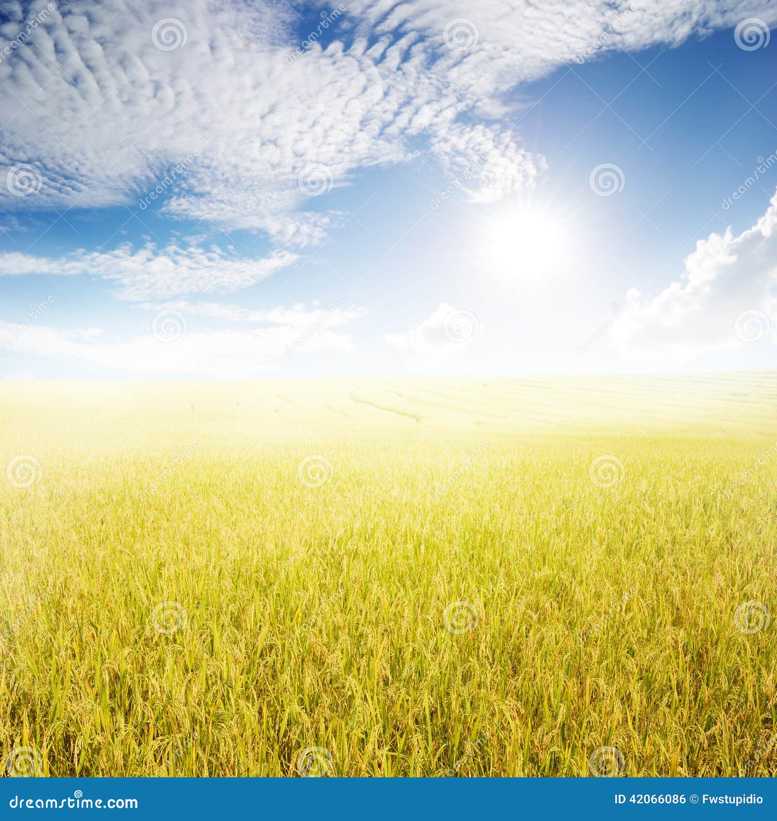Yellow Rice Field and Sun Sky for Background Stock Photo - Image of ...