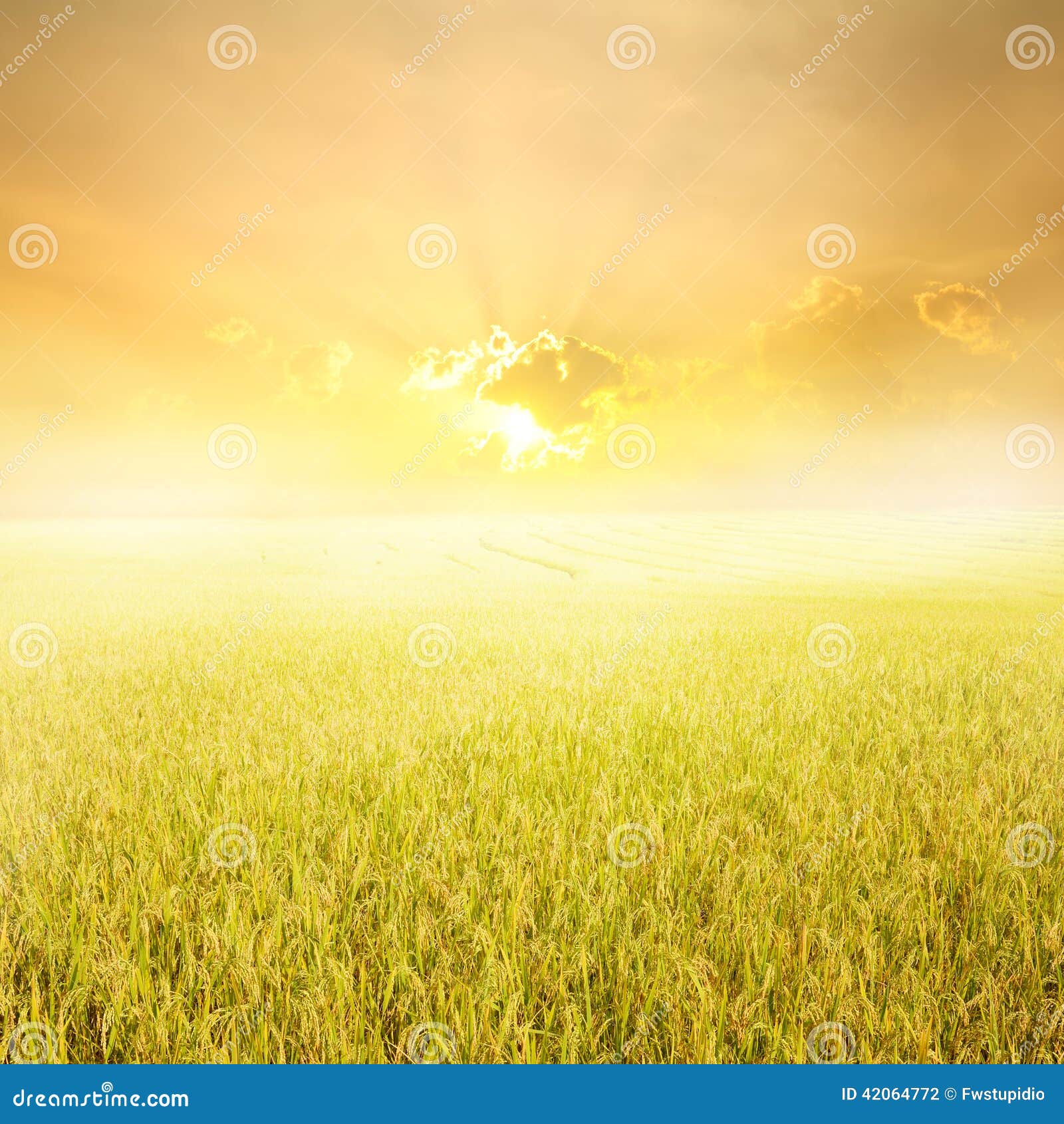 Yellow Rice Field and Sunset for Background Stock Photo - Image of farm ...