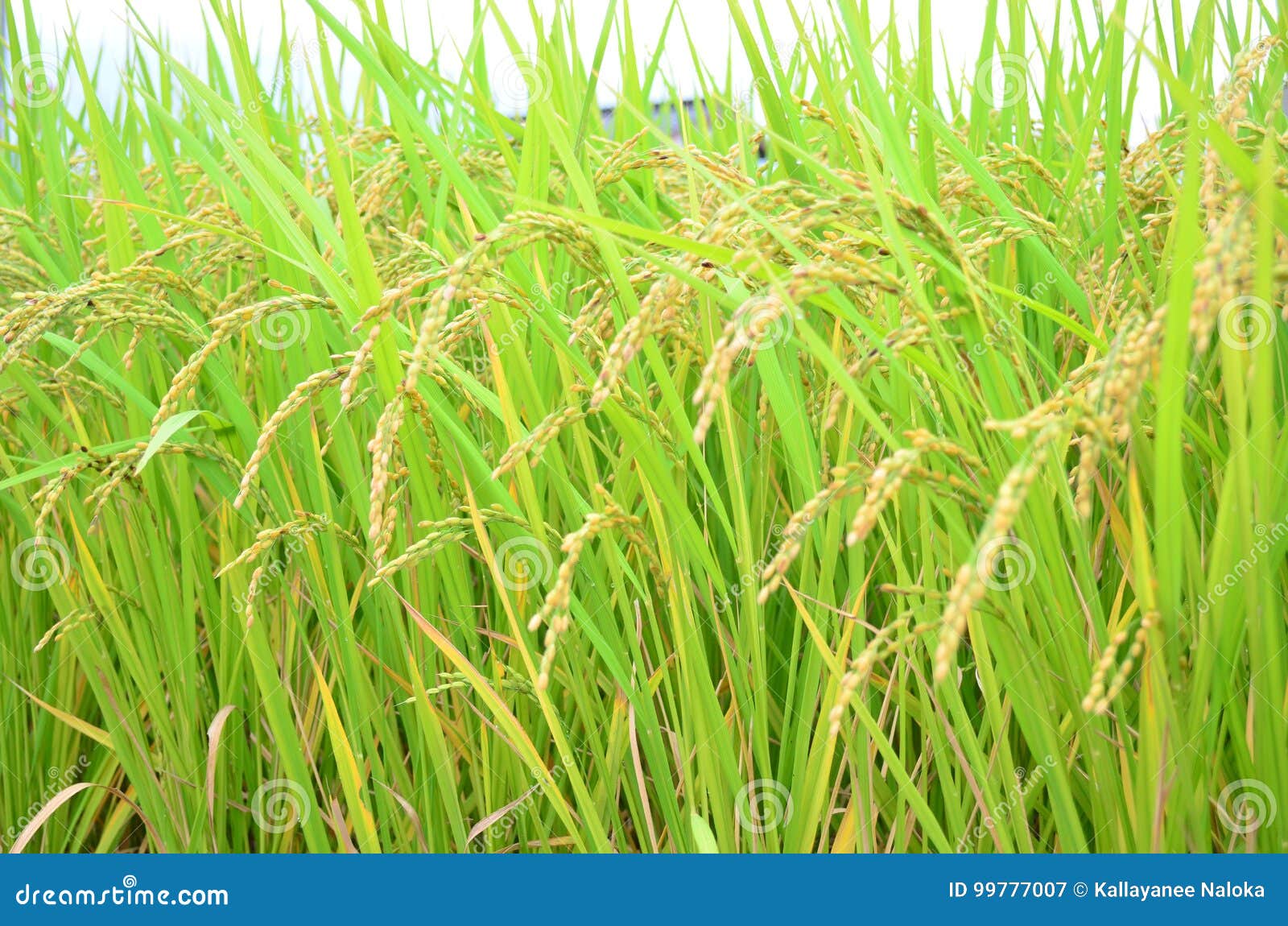 Yellow rice field stock image. Image of grain, farm, rice - 99777007