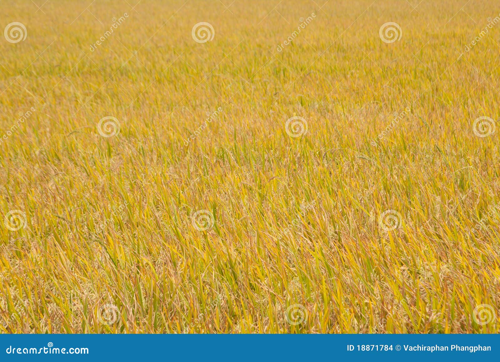 Yellow rice fields. stock photo. Image of asia, leaf - 18871784
