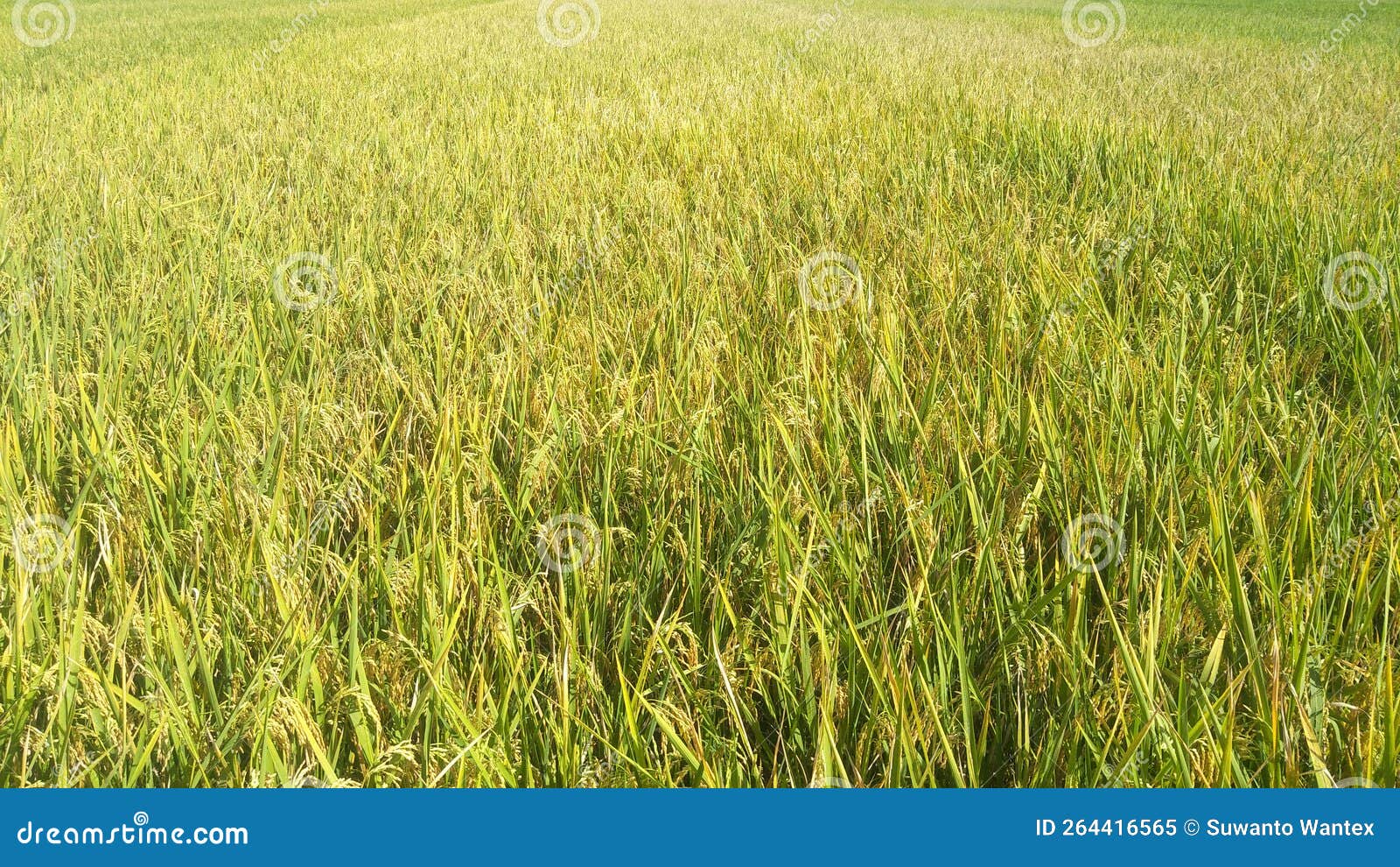 Yellow rice fields stock image. Image of rice, ready - 264416565
