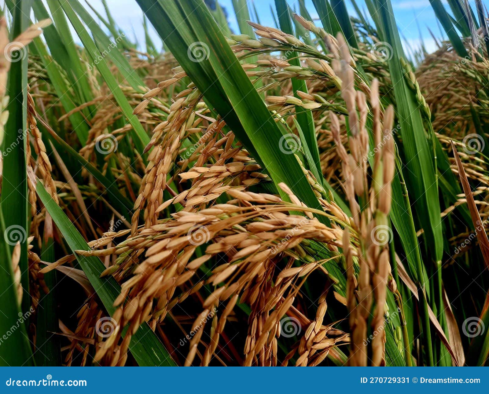 Yellow Rice in the Fields Ready To Be Harvested Stock Image - Image of ...