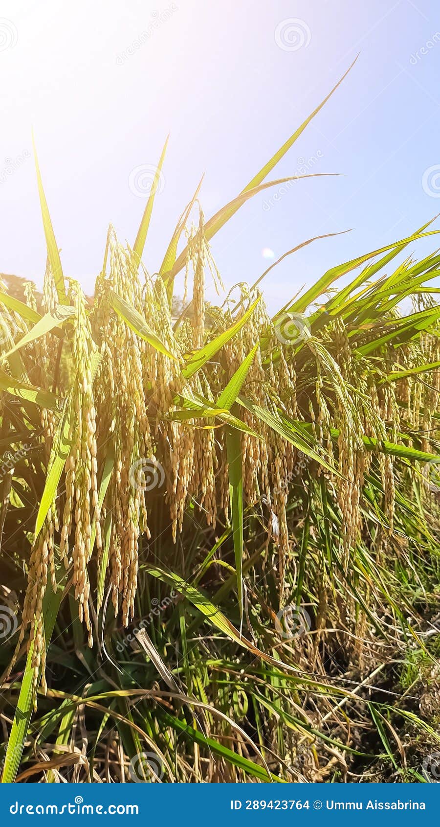 Yellow Rice in Rice Fields Ready To Be Harvested in Indramayu ...