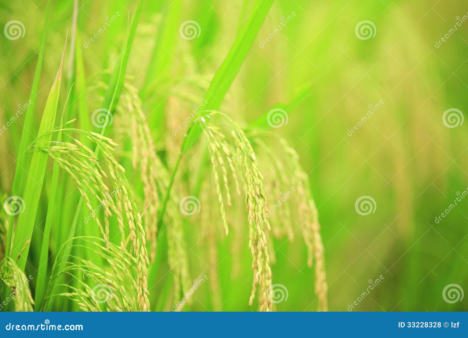 Yellow rice grain grow stock photo. Image of natural - 33228328