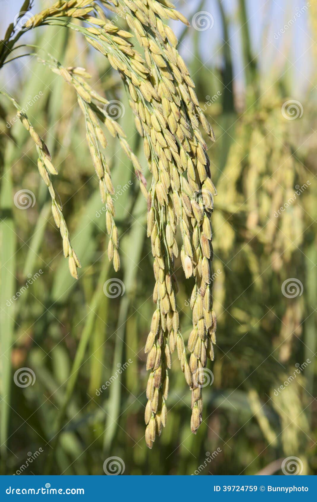 Yellow rice grains stock image. Image of food, harvest - 39724759