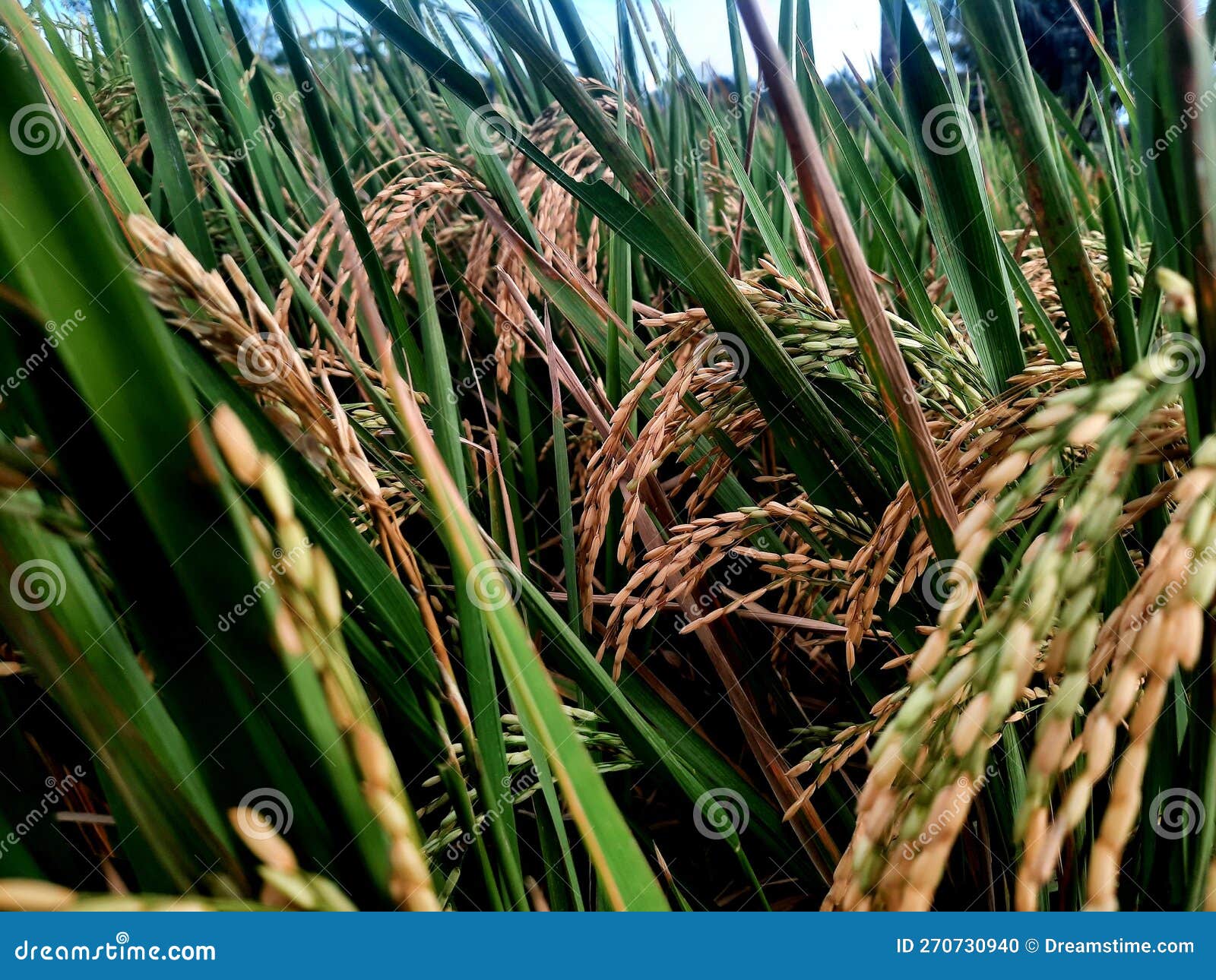 Yellow Rice Grains Waiting To Be Harvested Stock Photo - Image of ...