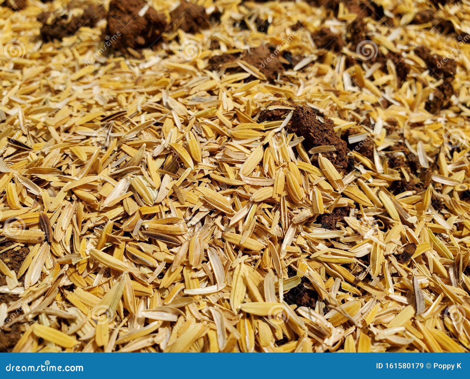 The Yellow Rice Husk with Soil. Stock Image - Image of food, nature ...