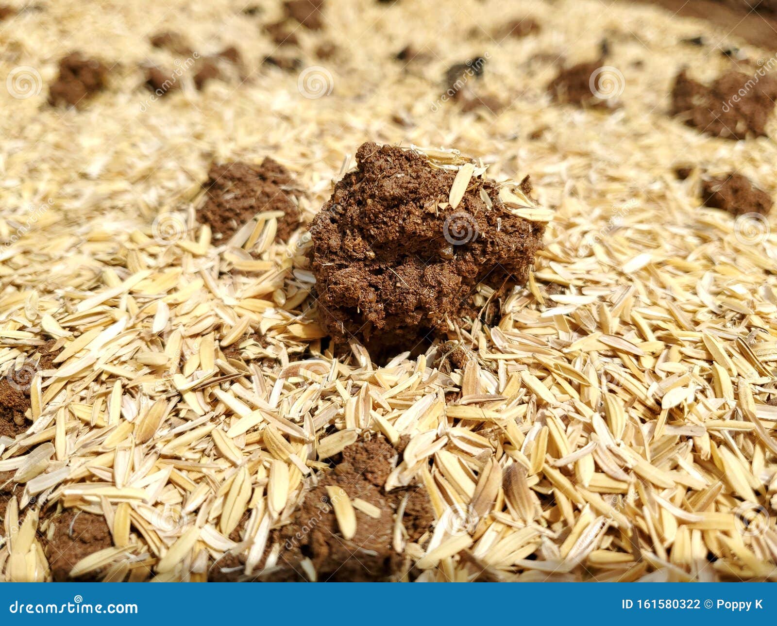 The Yellow Rice Husk with Soil. Stock Photo - Image of mountains, brown ...