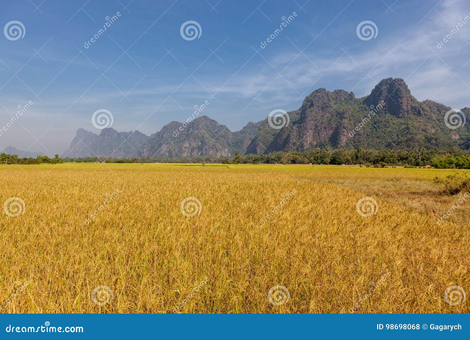 Yellow Rice Paddies with Limestone. Stock Photo - Image of agriculture ...