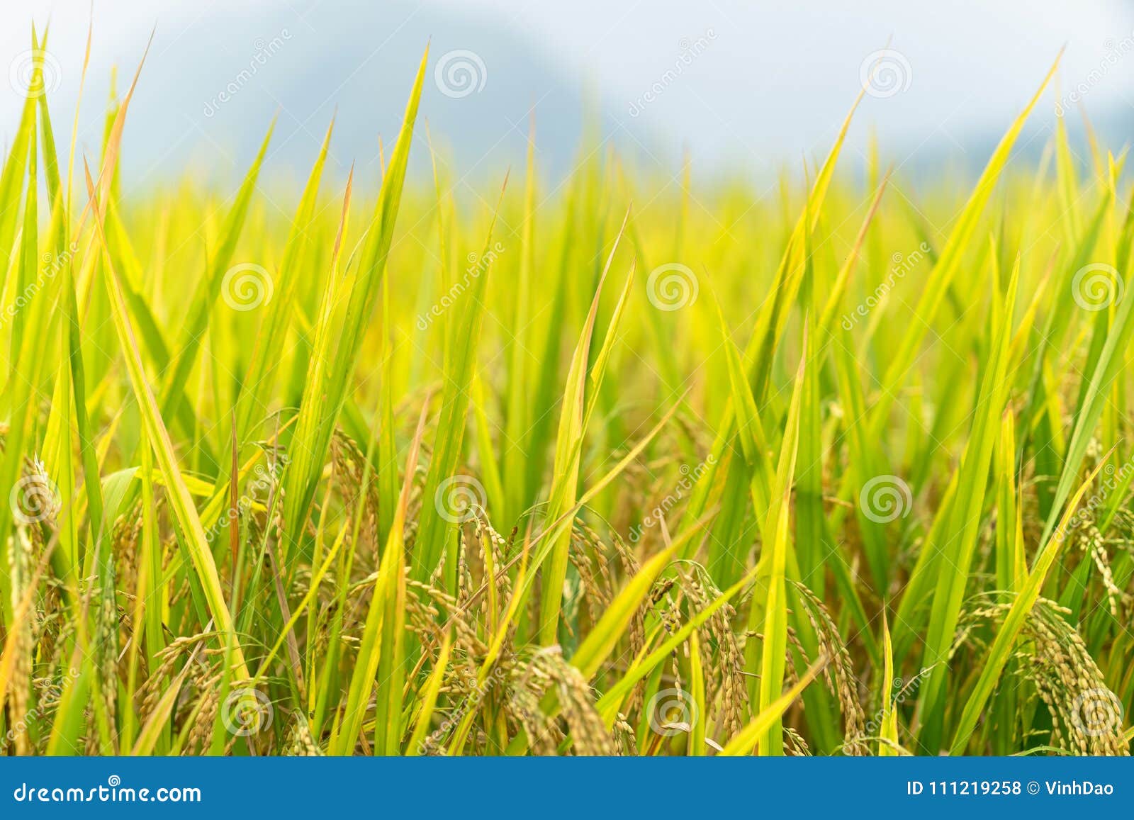 Yellow Rice Paddy in Field Ready for Harvest. Stock Photo - Image of ...