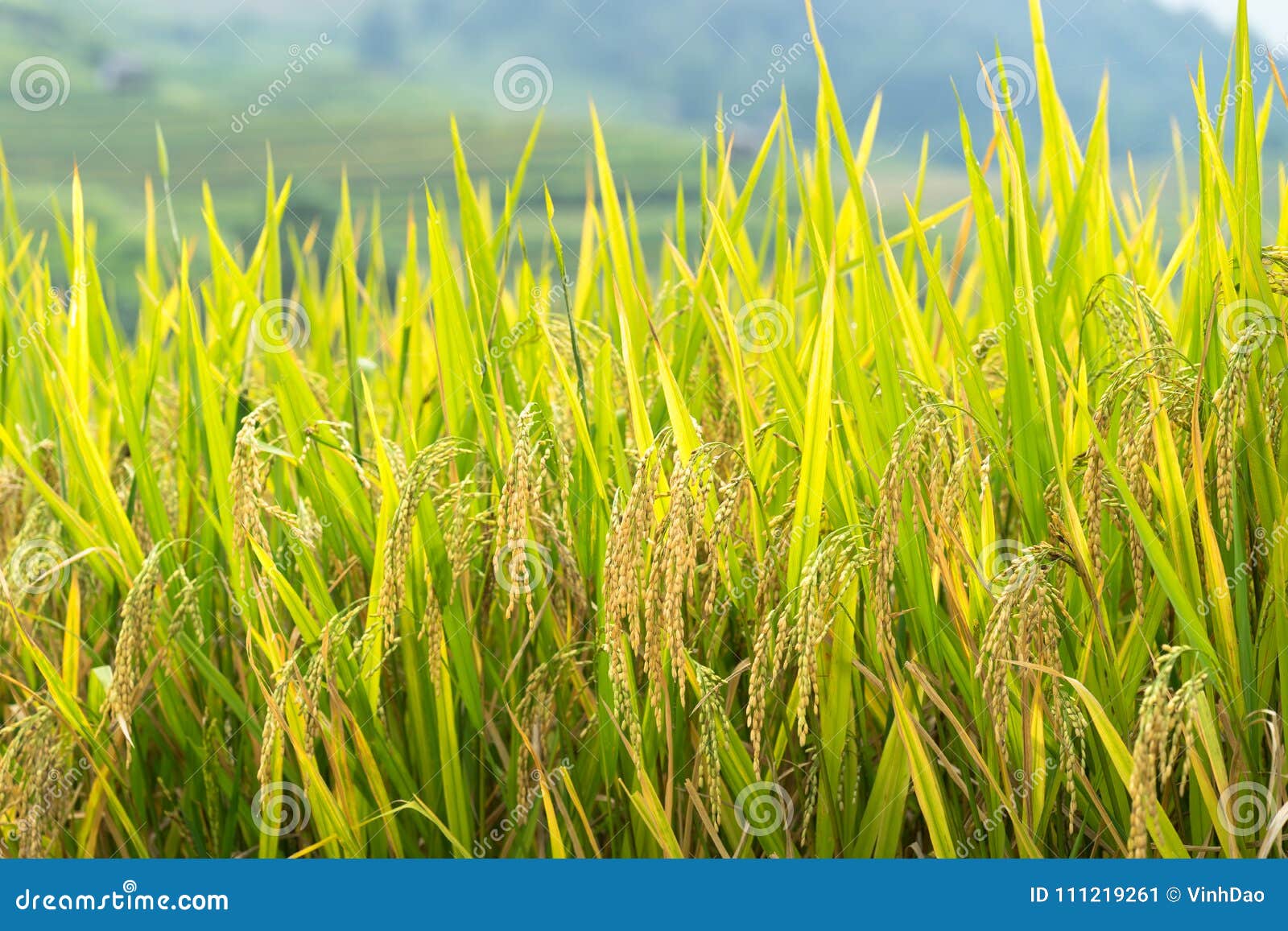 Yellow Rice Paddy in Field Ready for Harvest. Stock Image - Image of ...