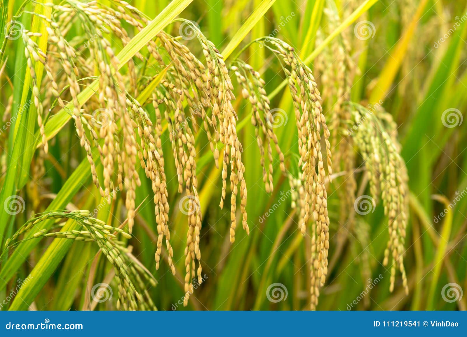 Yellow Rice Paddy in Field Ready for Harvest. Stock Image - Image of ...