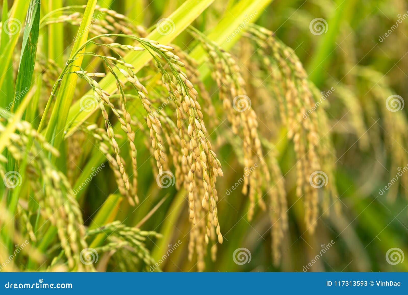 Yellow Rice Paddy in Field Ready for Harvest. Stock Image - Image of ...