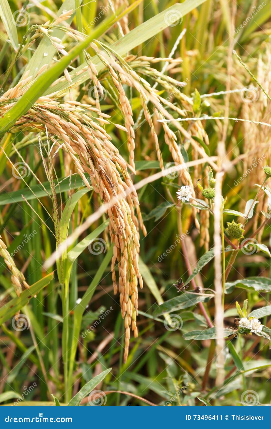 Yellow rice plant stock image. Image of fall, field, nature - 73496411