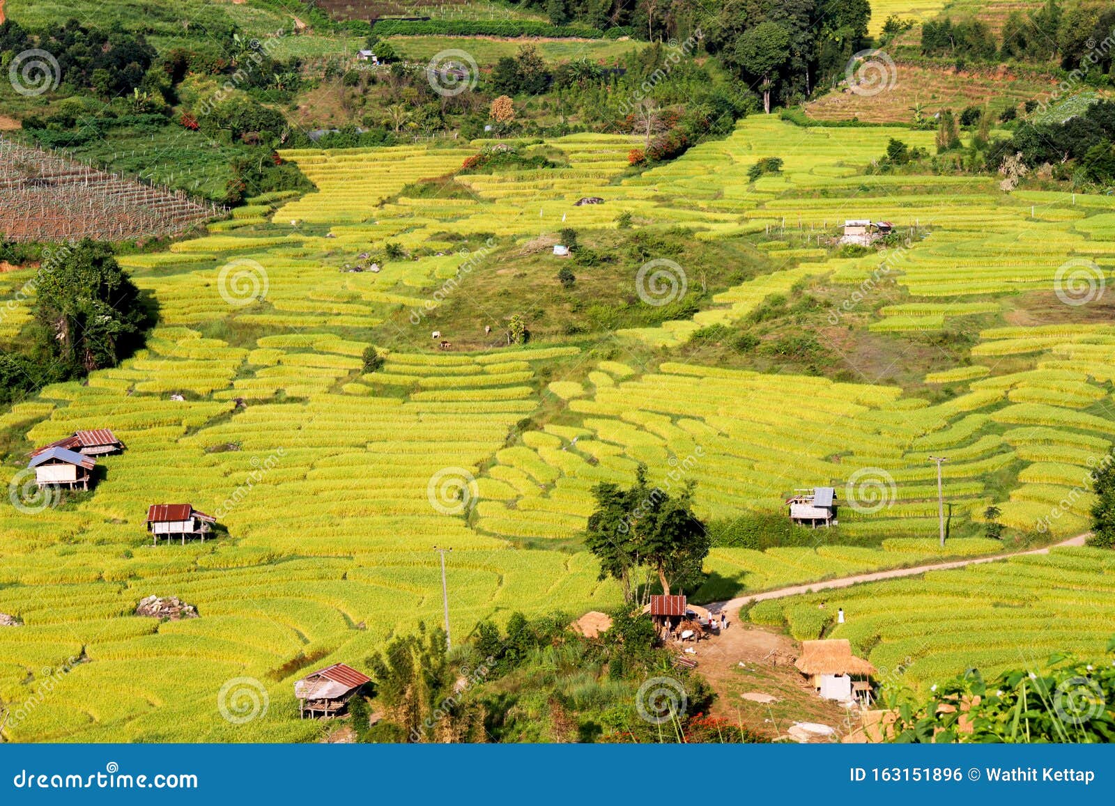 A Yellow Rice Terraces Fields. Stock Photo - Image of country ...