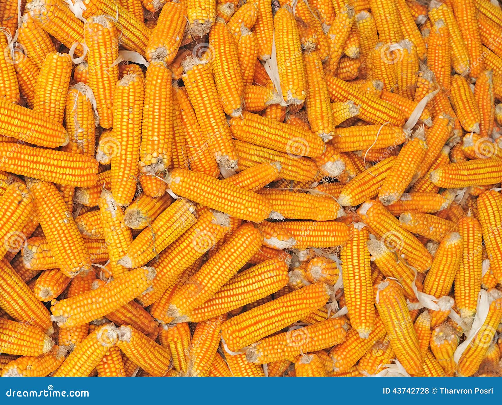 Yellow ripe corn collected stock photo. Image of breakfast - 43742728